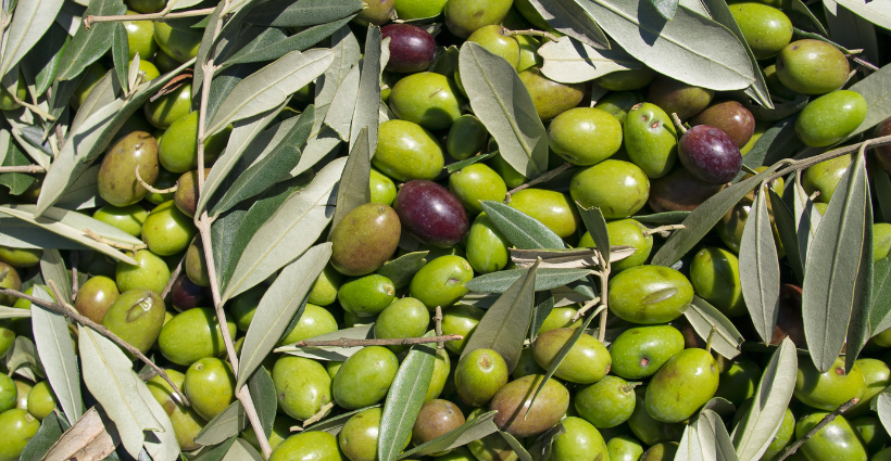 Il CIHEAM Bari a EVOLIO Expo 2026: due convegni per valorizzare la ...